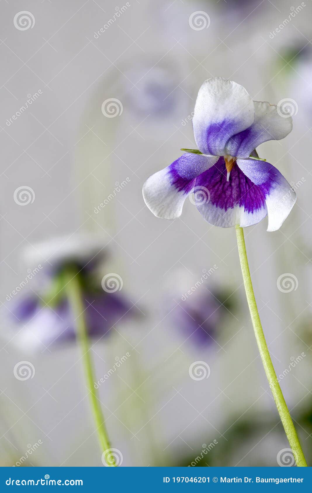 Australian Native Violet, Viola Hederacea Stock Image - Image of ...