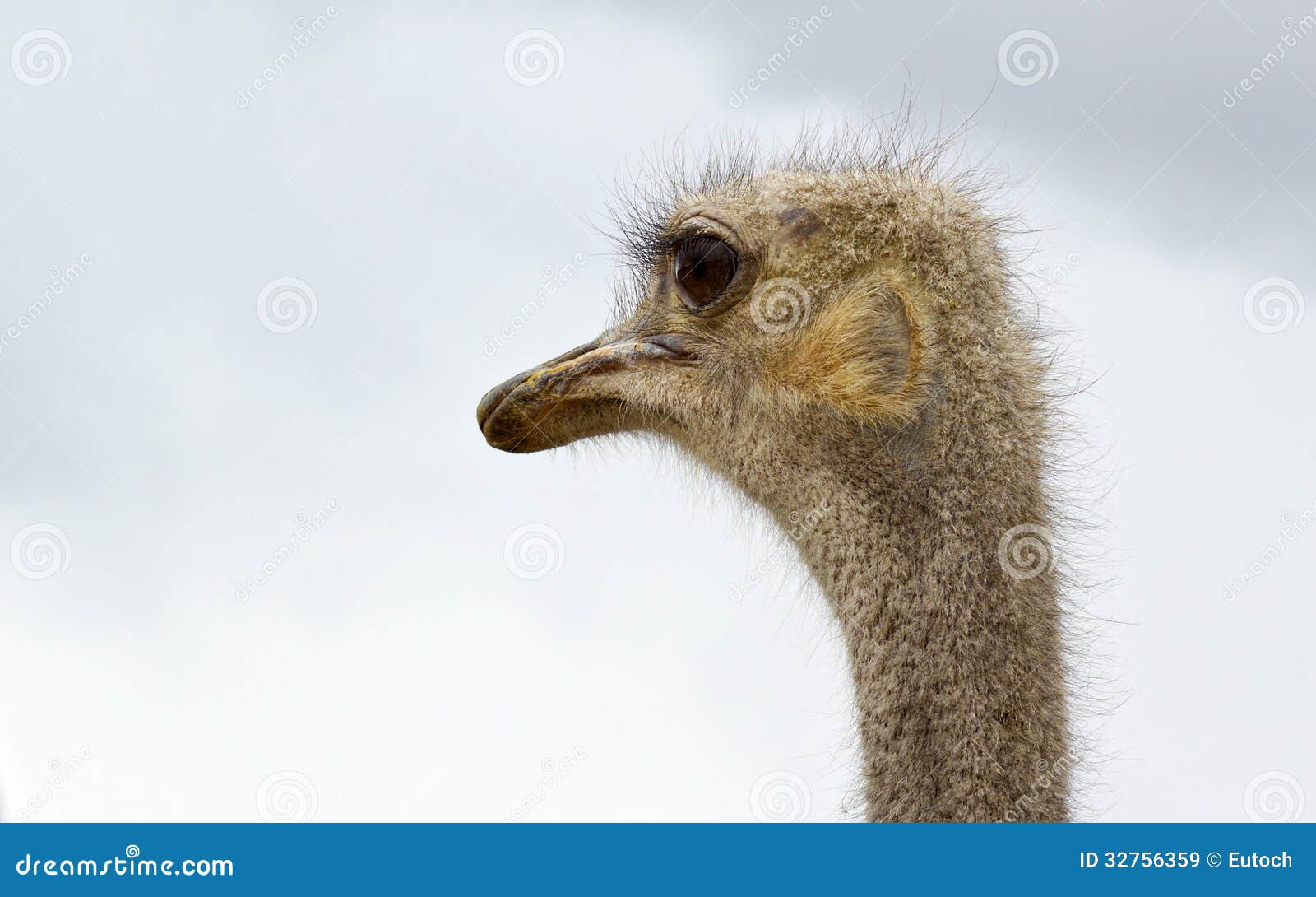 Australisk struts fotografering för bildbyråer. Bild av bili - 32756359