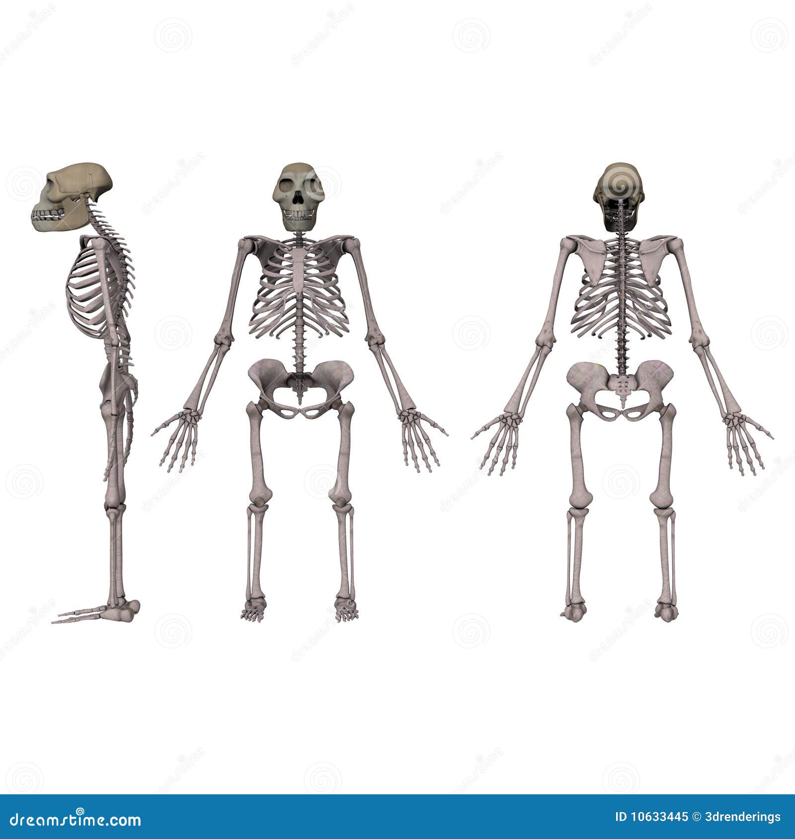 Australopithecus Skeleton