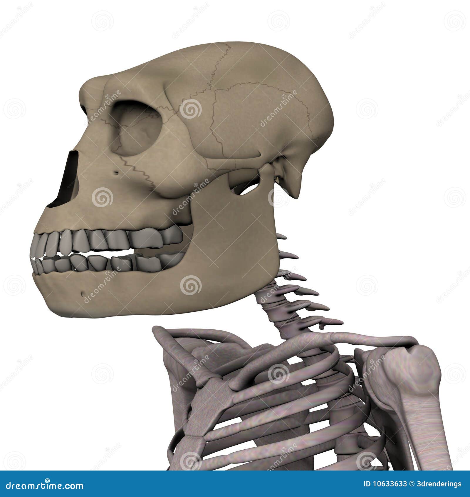 Australopithecus Afarensis Skull Drawing