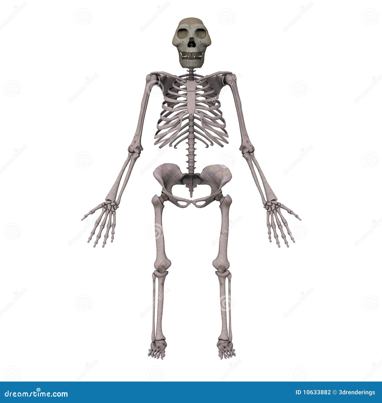 Australopithecus Skeleton