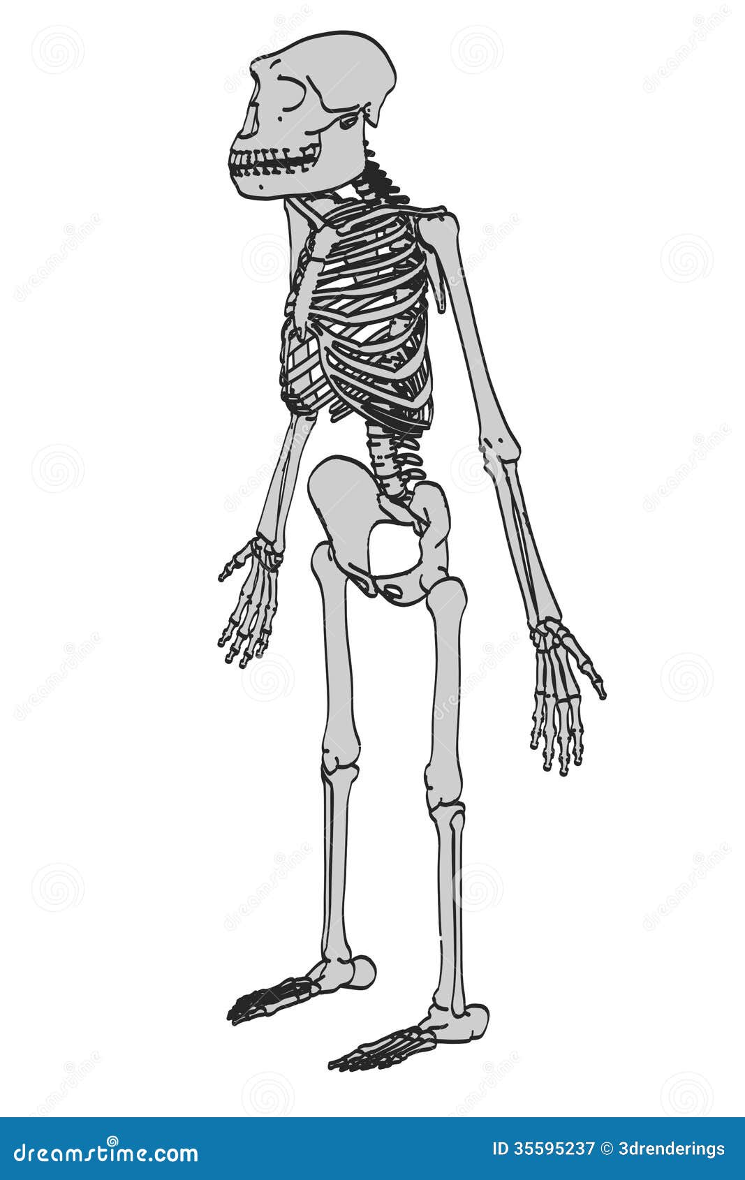 Australopithecus Afarensis Skull Drawing