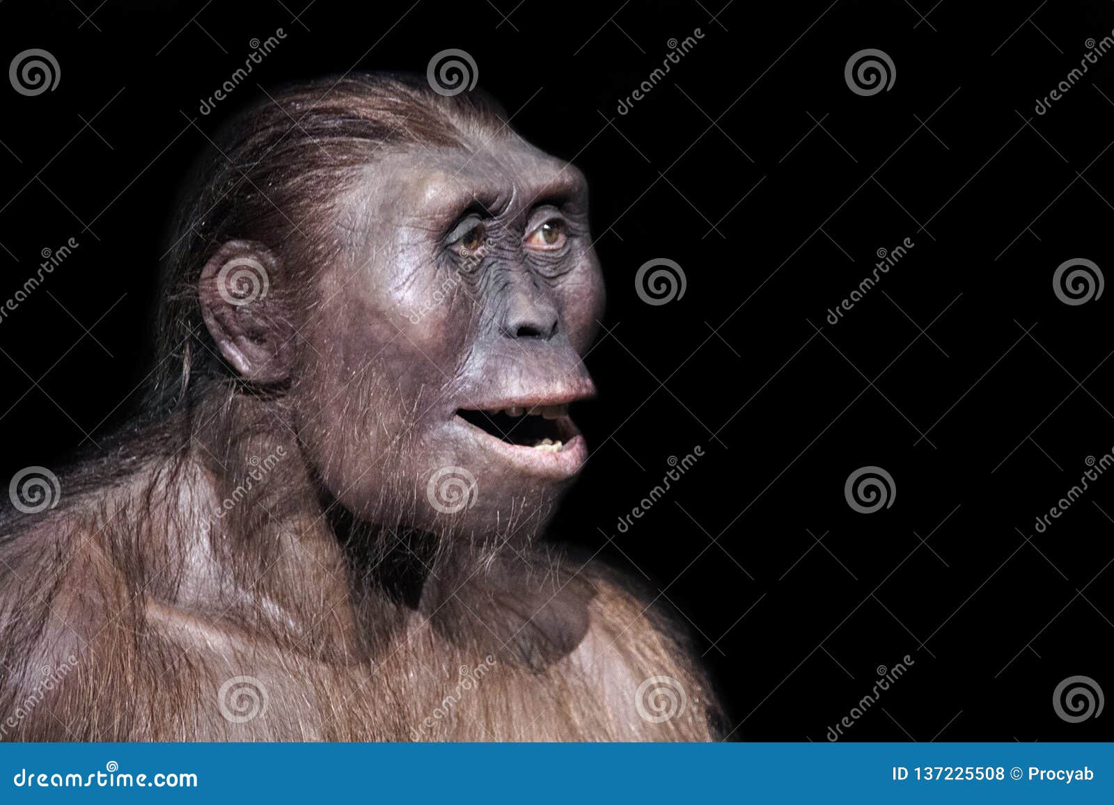 Australopithecus Afarensis Editorial Image | CartoonDealer.com #165817948