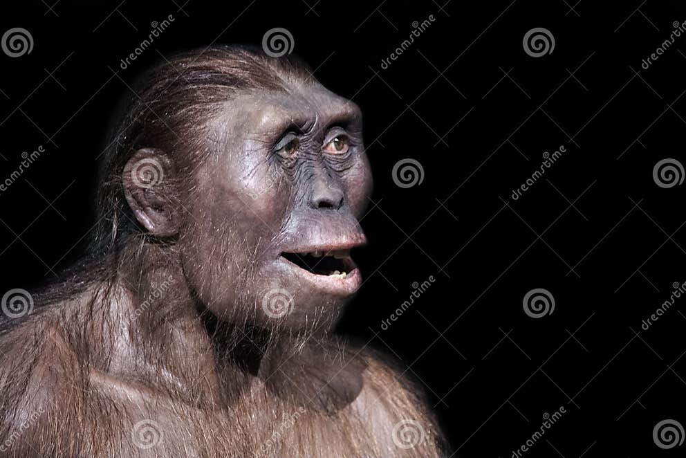Australopithecus Afarensis Expression Editorial Stock Photo - Image of ...
