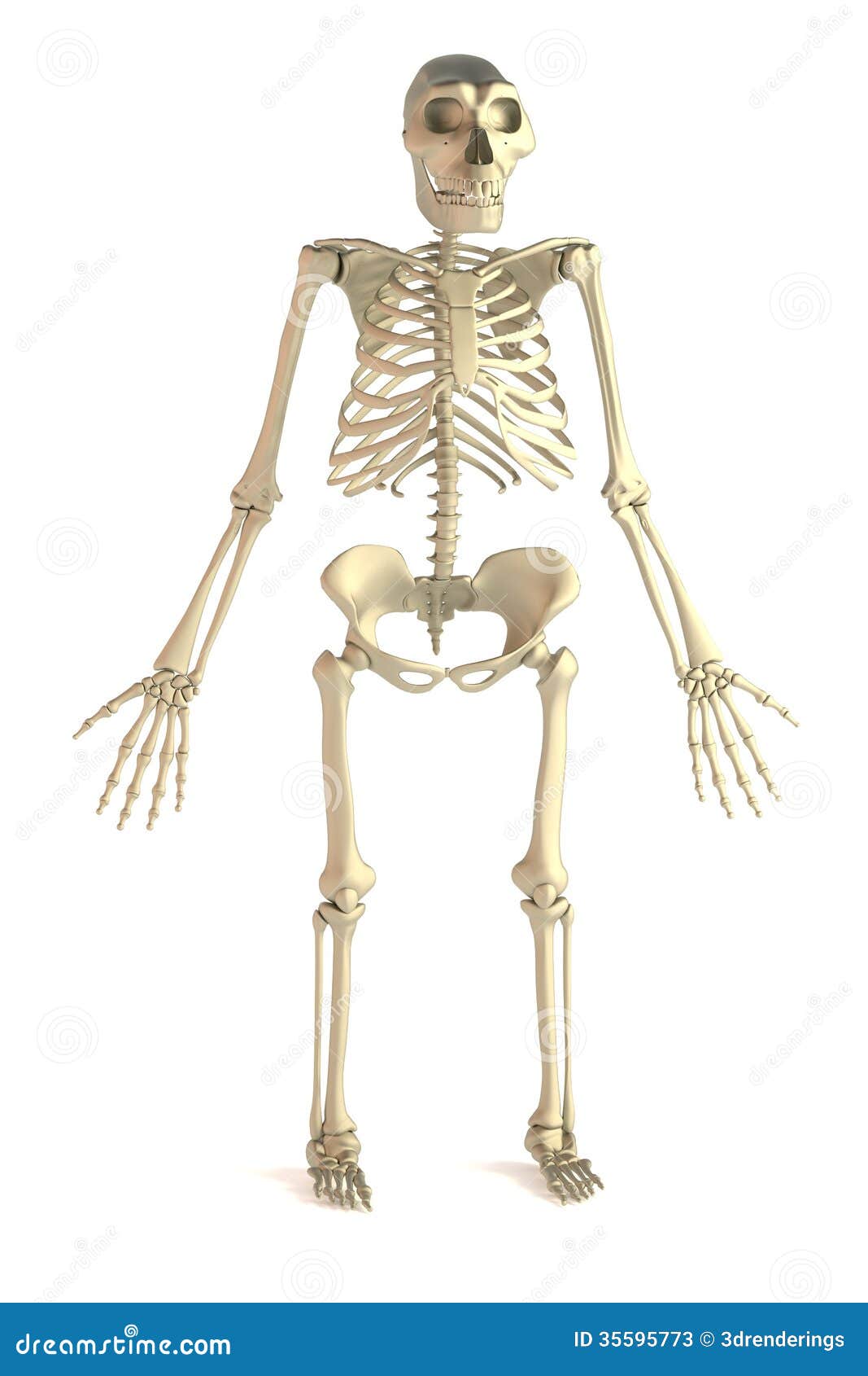 Australopithecus stock illustration. Illustration of system - 35595773