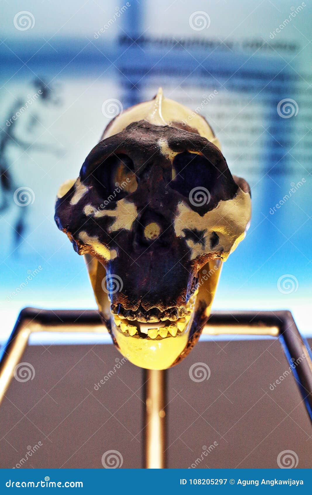 Australopithecus Robustus Skull Cast Model Editorial Photography ...