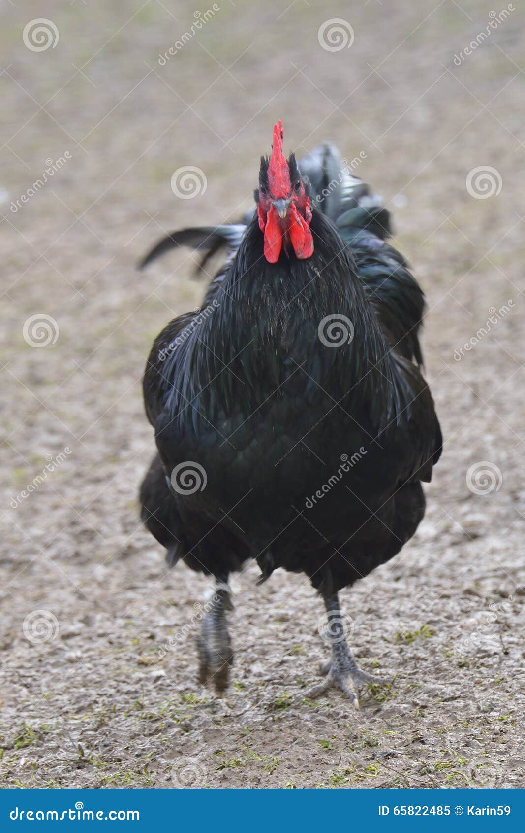 Australorp stock image. Image of view, australian, feathers - 65822485