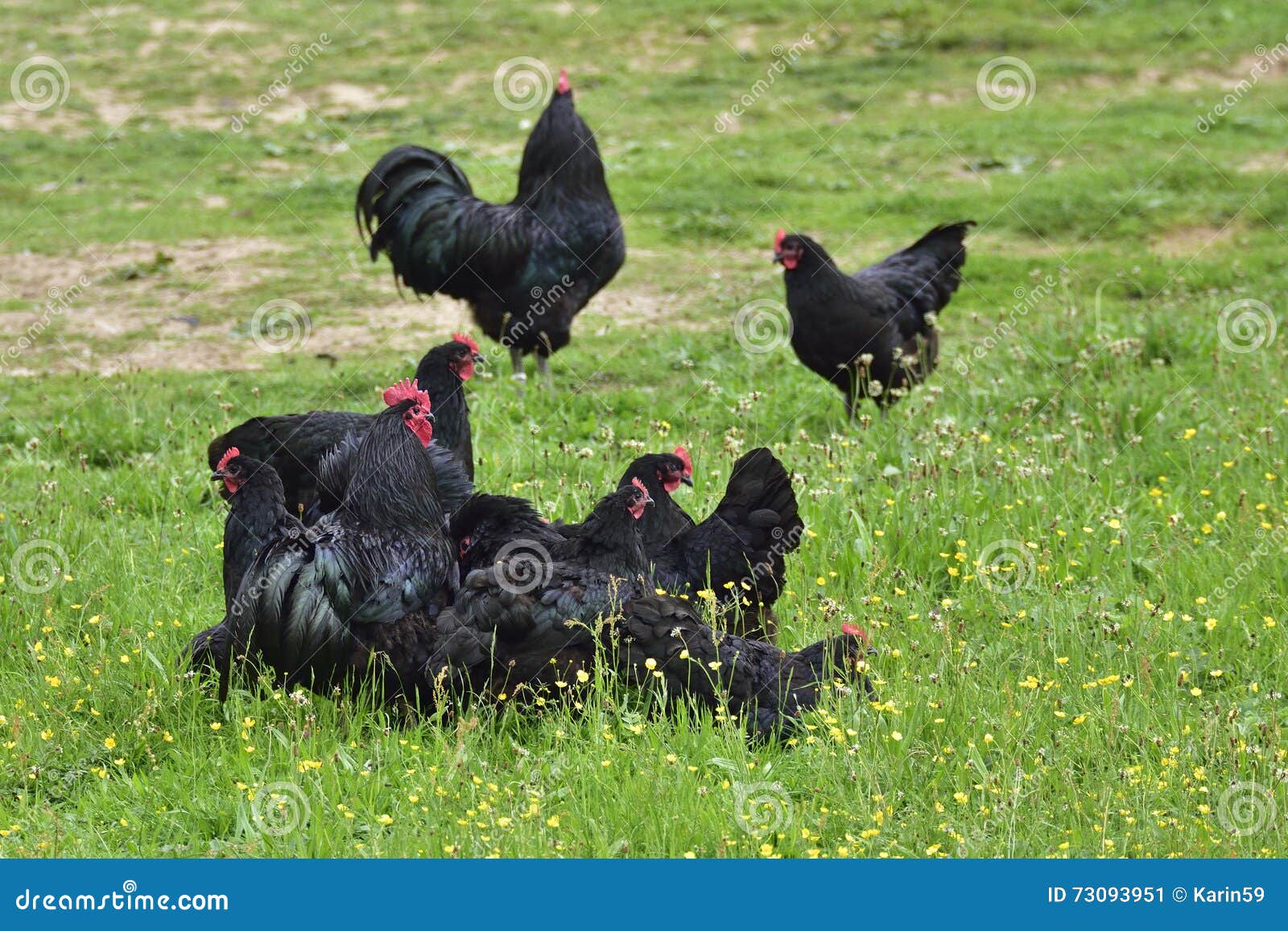 Australorp stock image. Image of outdoor, standing, livestock - 73093951