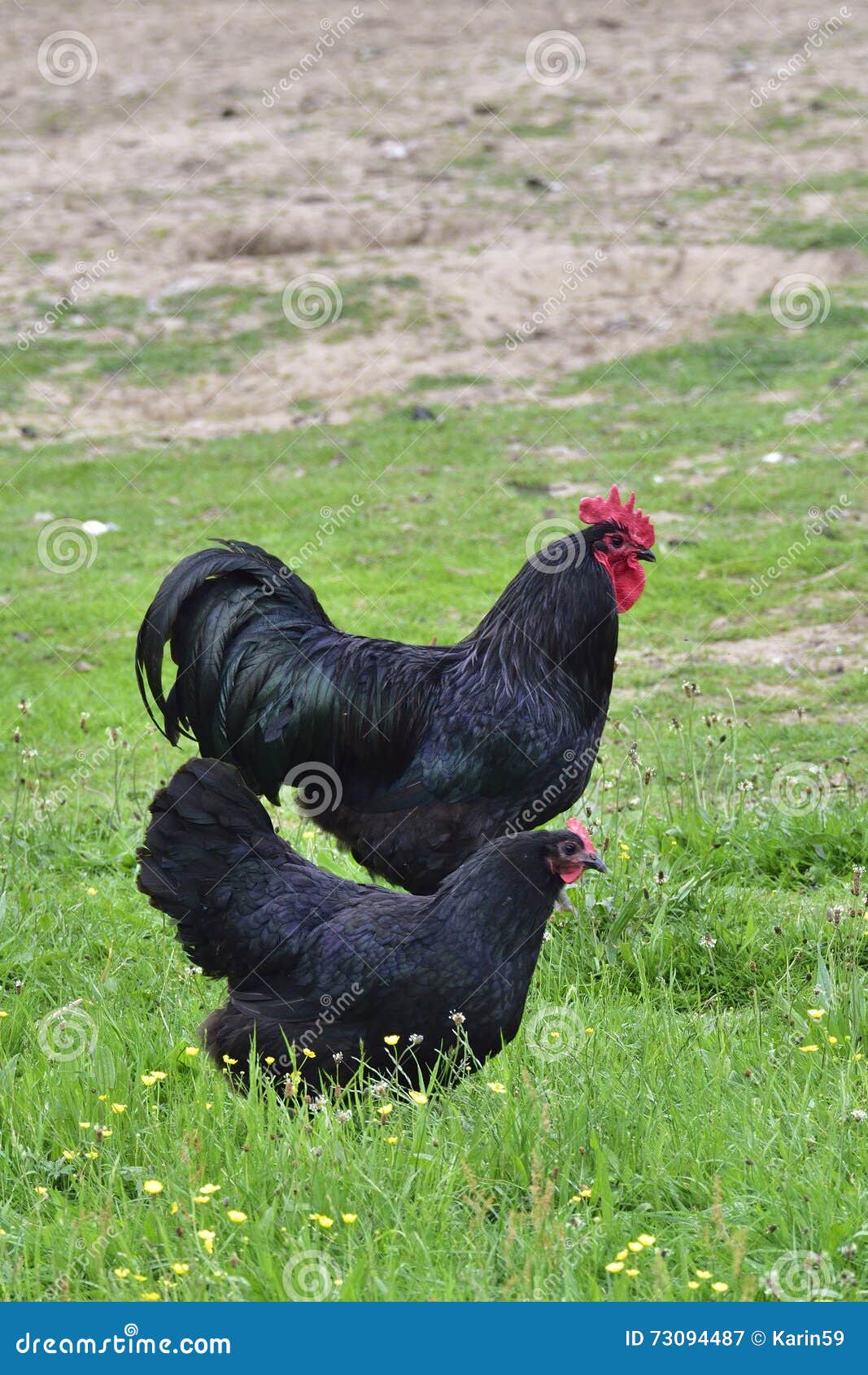 Australorp stock image. Image of black, feathers, male - 73094487