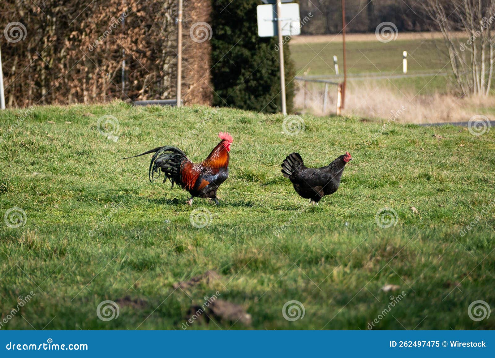 Australorp Chickens in a Meadow Stock Image - Image of farm, animal ...