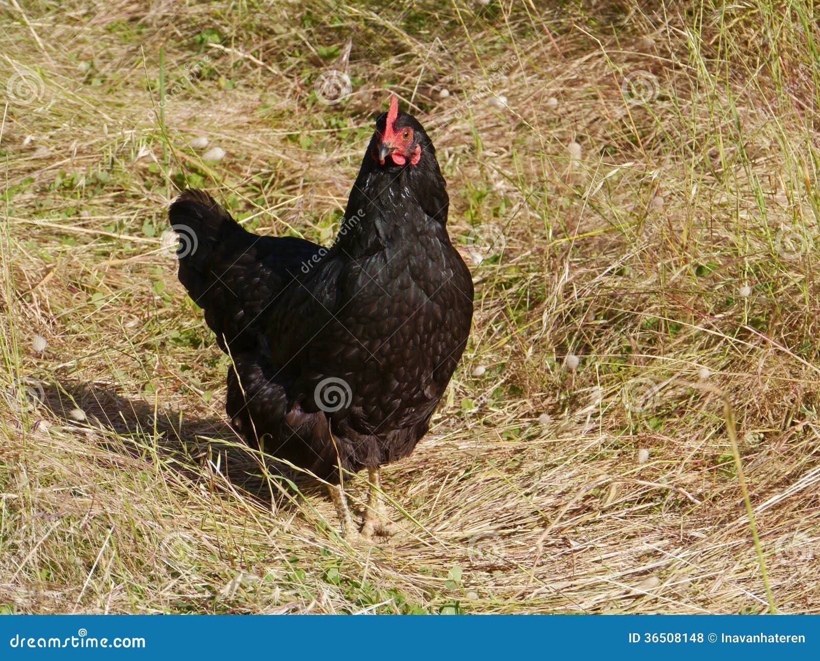 The Australorp is Native To Australia Stock Photo - Image of ...
