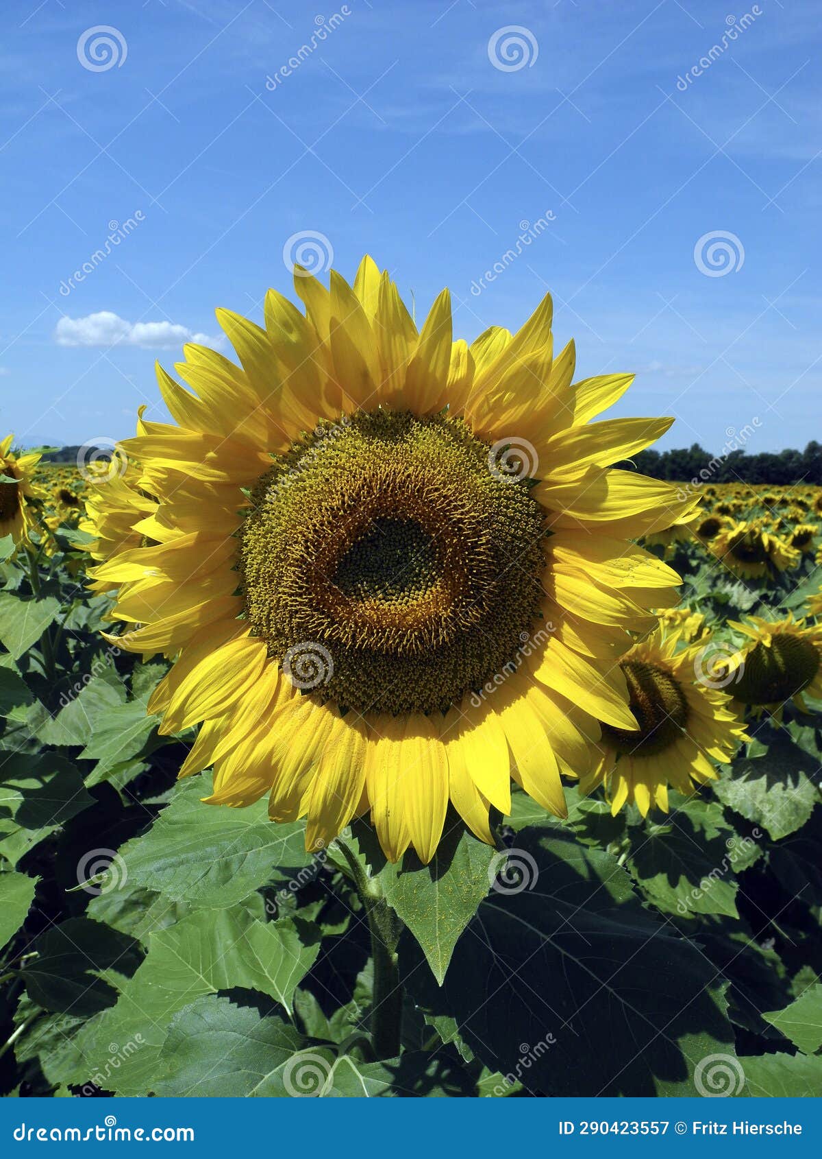 Austria, Agricultural Area, Sunflower Stock Image - Image of sunflower, landscape: 290423557