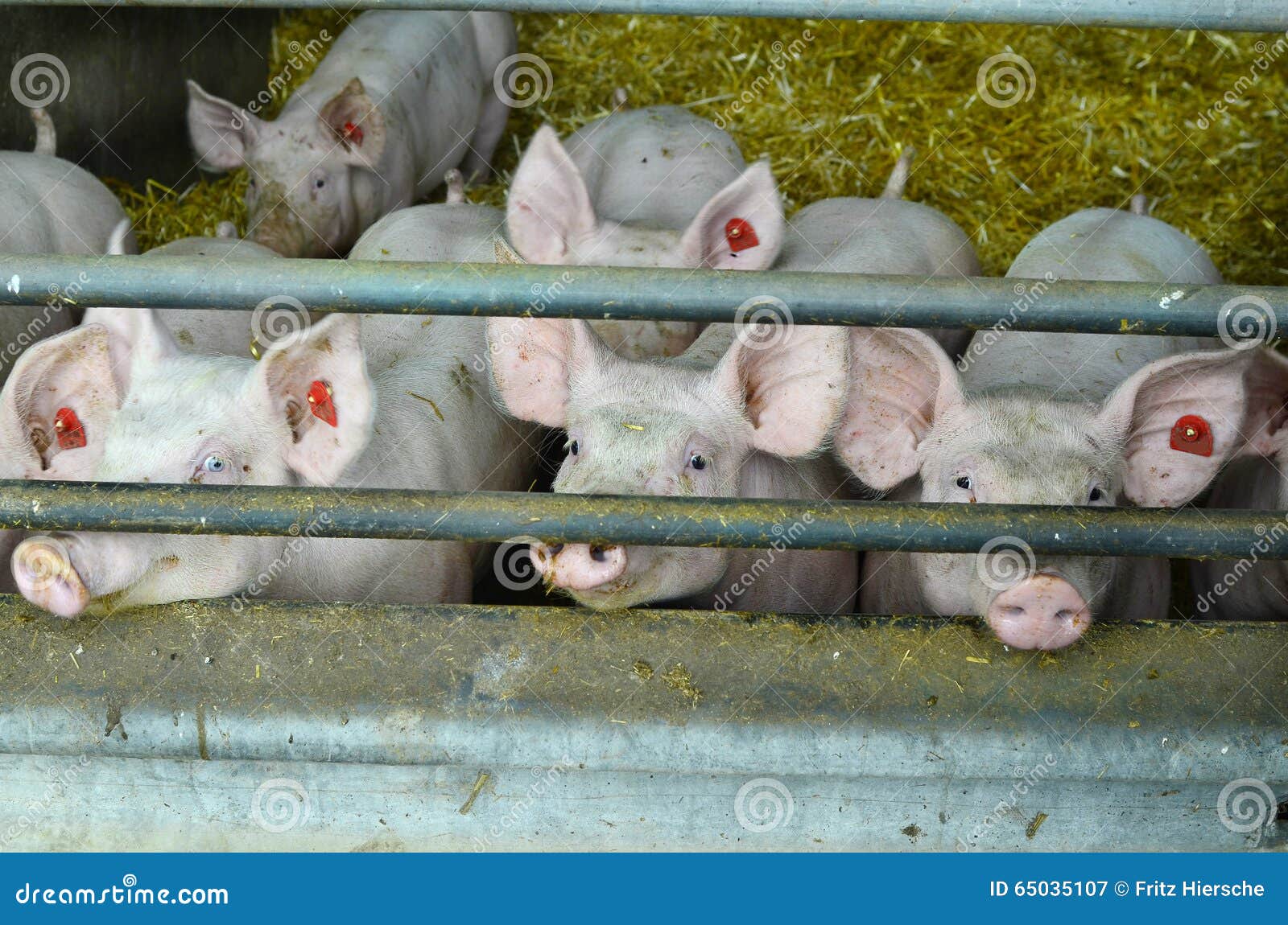 16,829 Austria Animal Stock Photos - Free & Royalty-Free Stock Photos ...