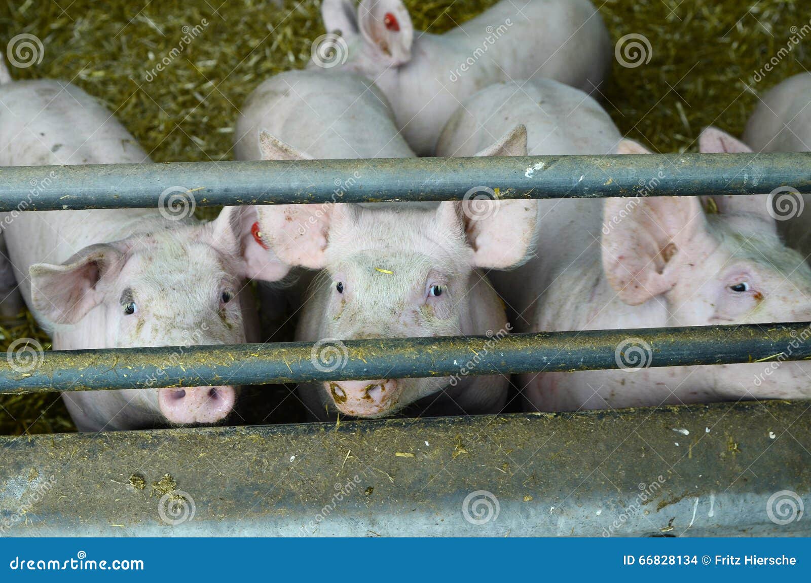 Austria, animal farming stock photo. Image of horizontal - 66828134