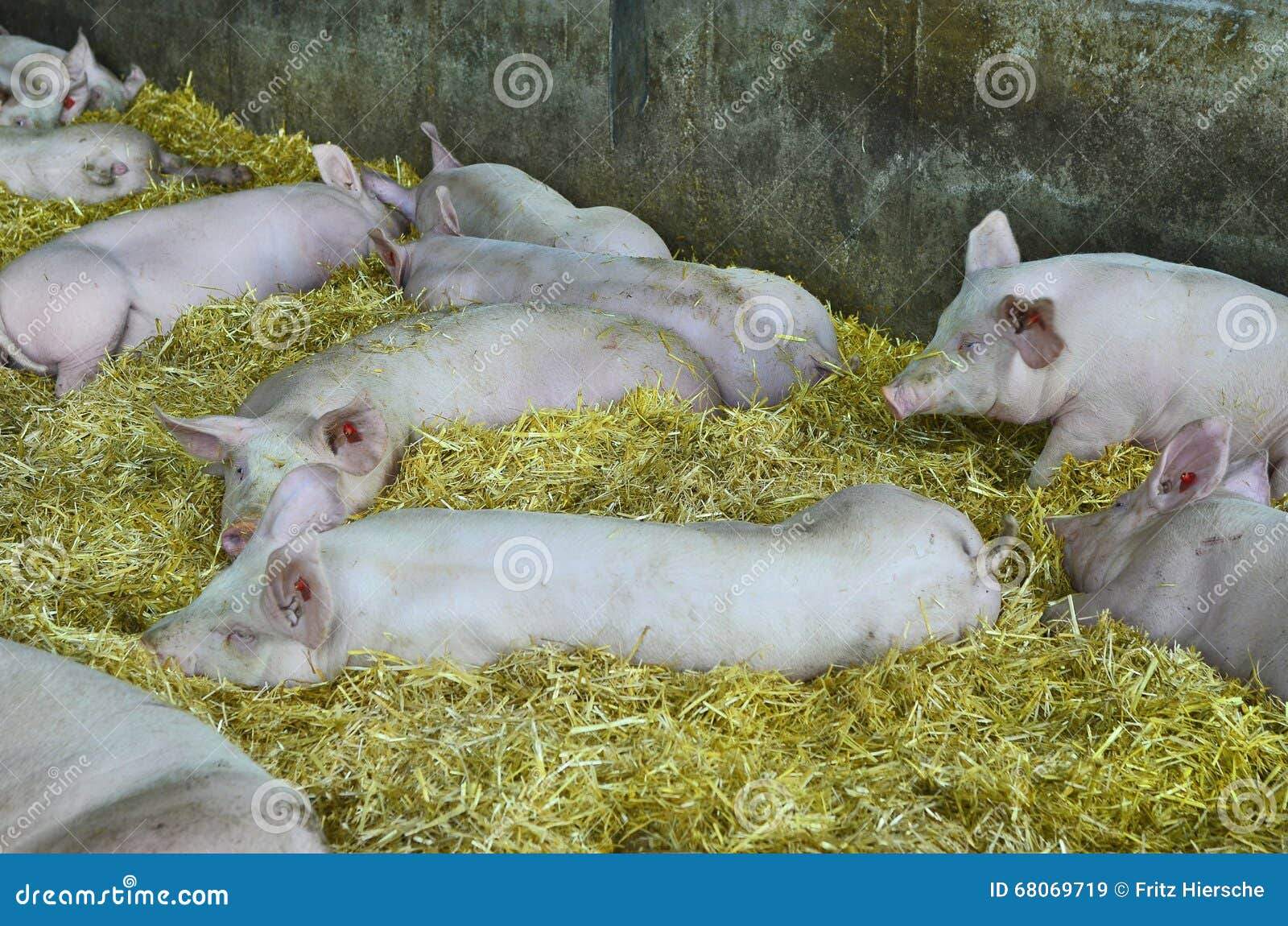 Austria, animal farming stock image. Image of horizontal - 68069719
