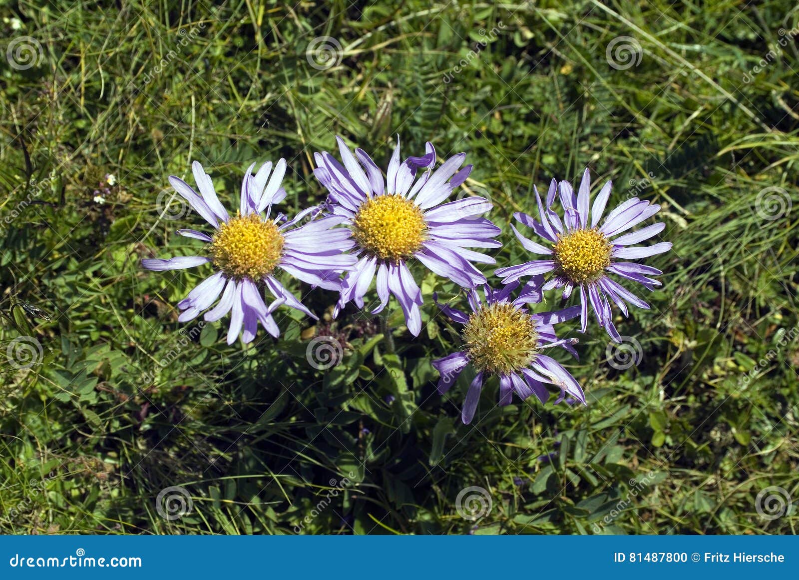 Austria, Botany, stock photo. Image of outdoor, austria - 81487800