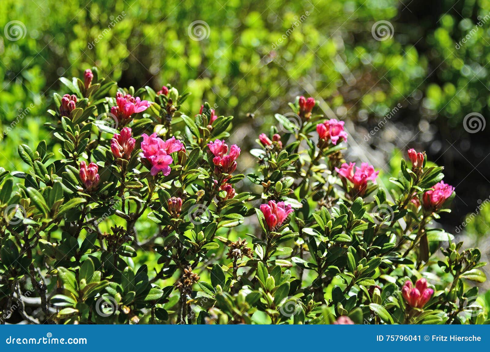 Austria, Botany stock image. Image of plant, botany, pitztal - 75796041
