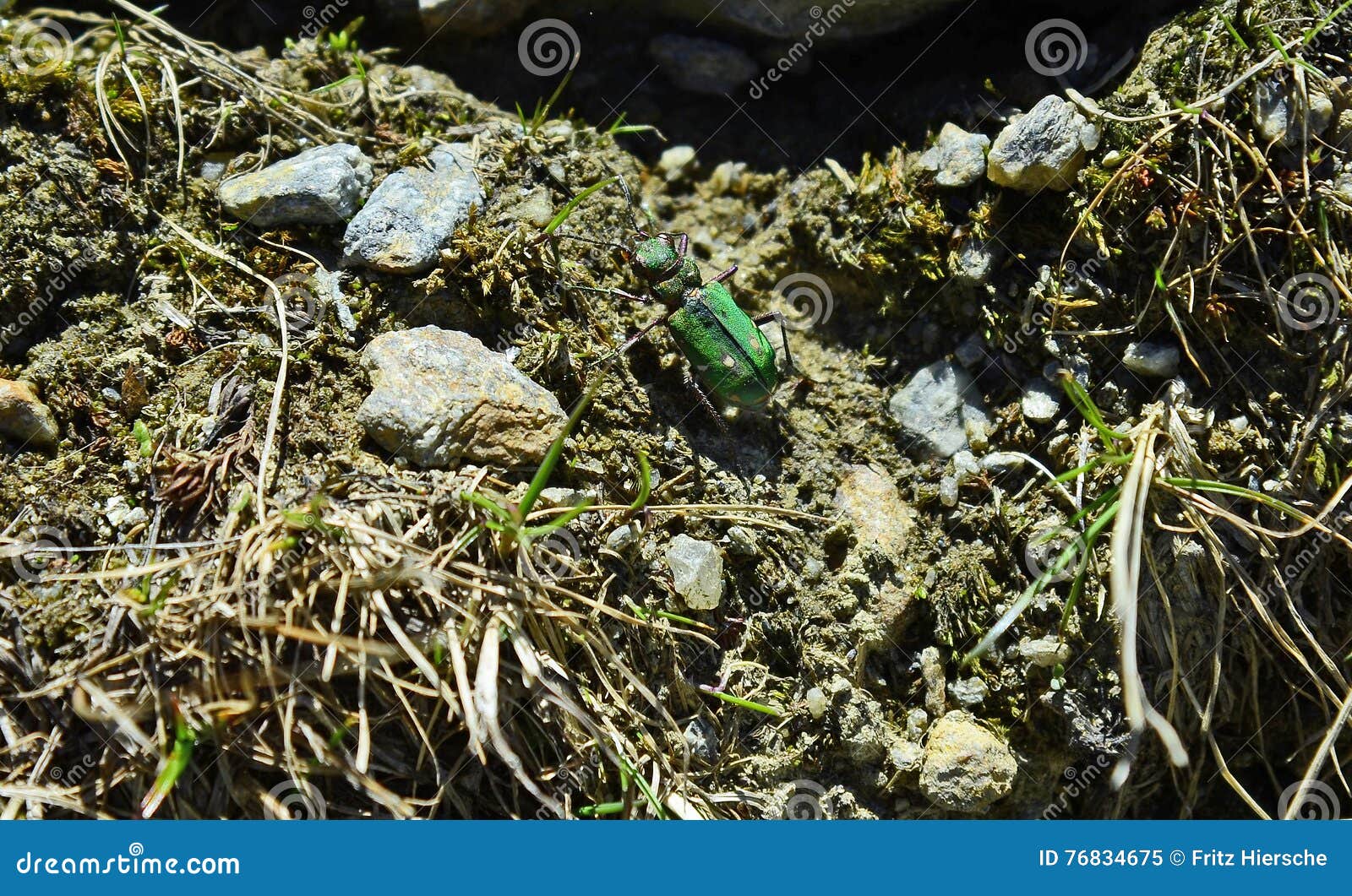 Austria, Insect stock image. Image of tyrol, nature, horizontal - 76834675