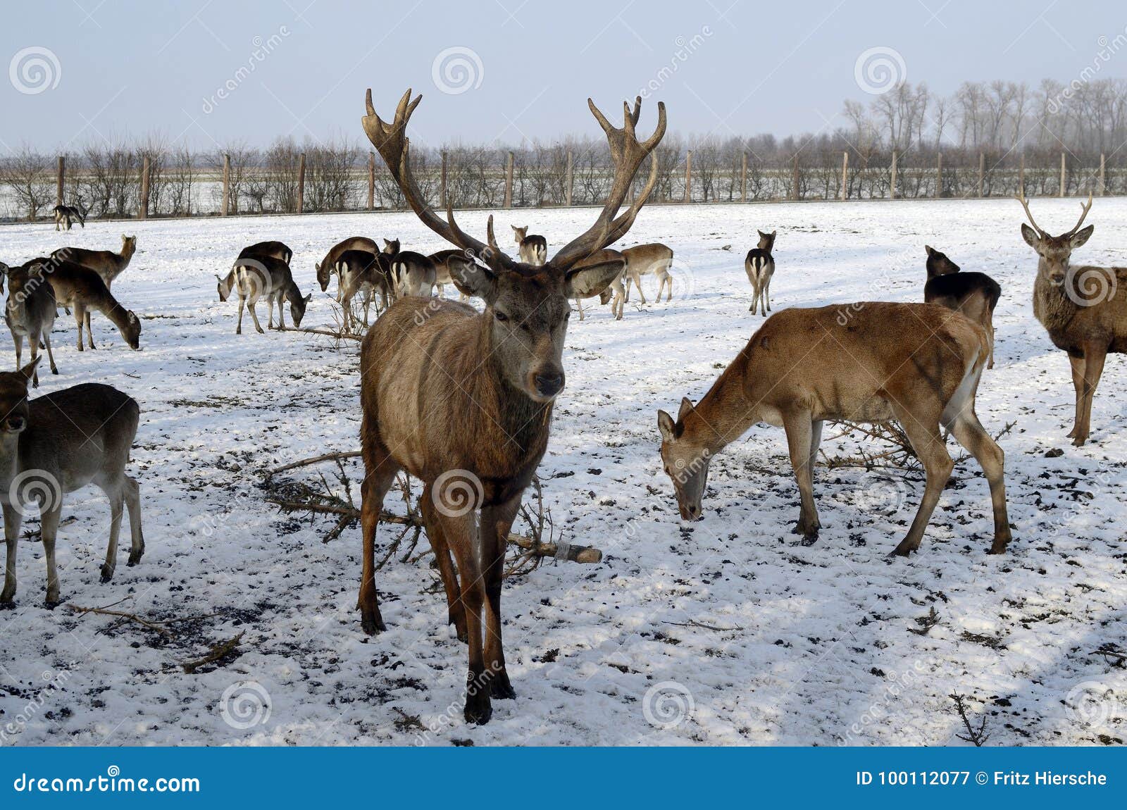 Austria, red deer stock image. Image of snow, herd, female - 100112077
