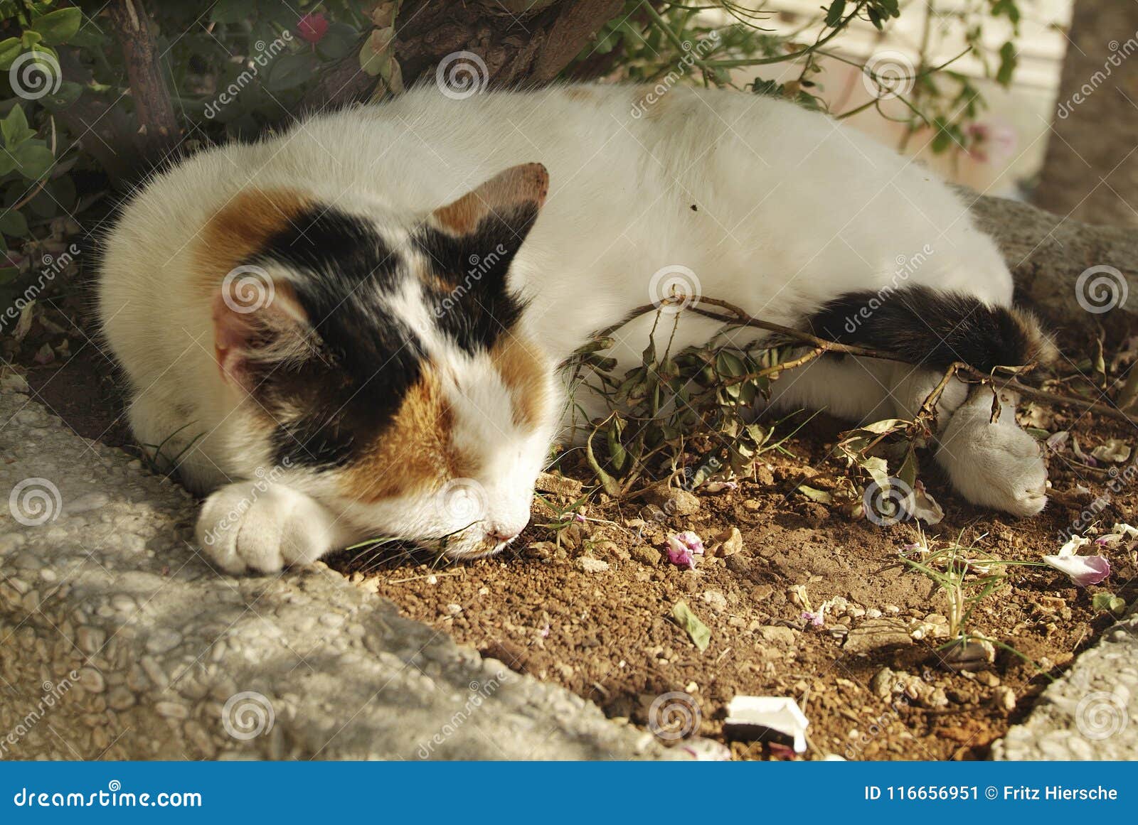 Austria, Zoology, Cat stock image. Image of zoology - 116656951