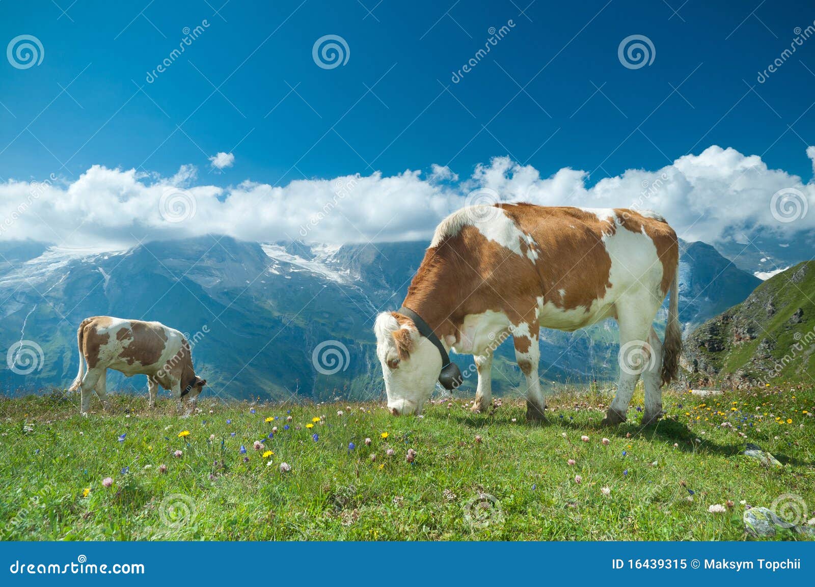 Austrian cow stock image. Image of pasture, animal, angle - 16439315