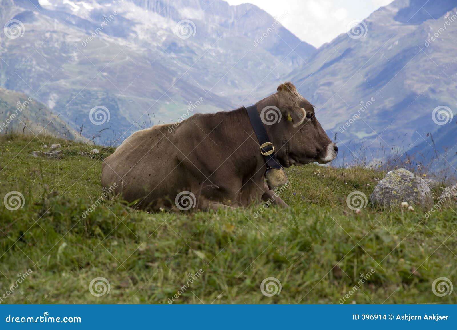 Austrian Cow stock photo. Image of rural, field, hillside - 396914
