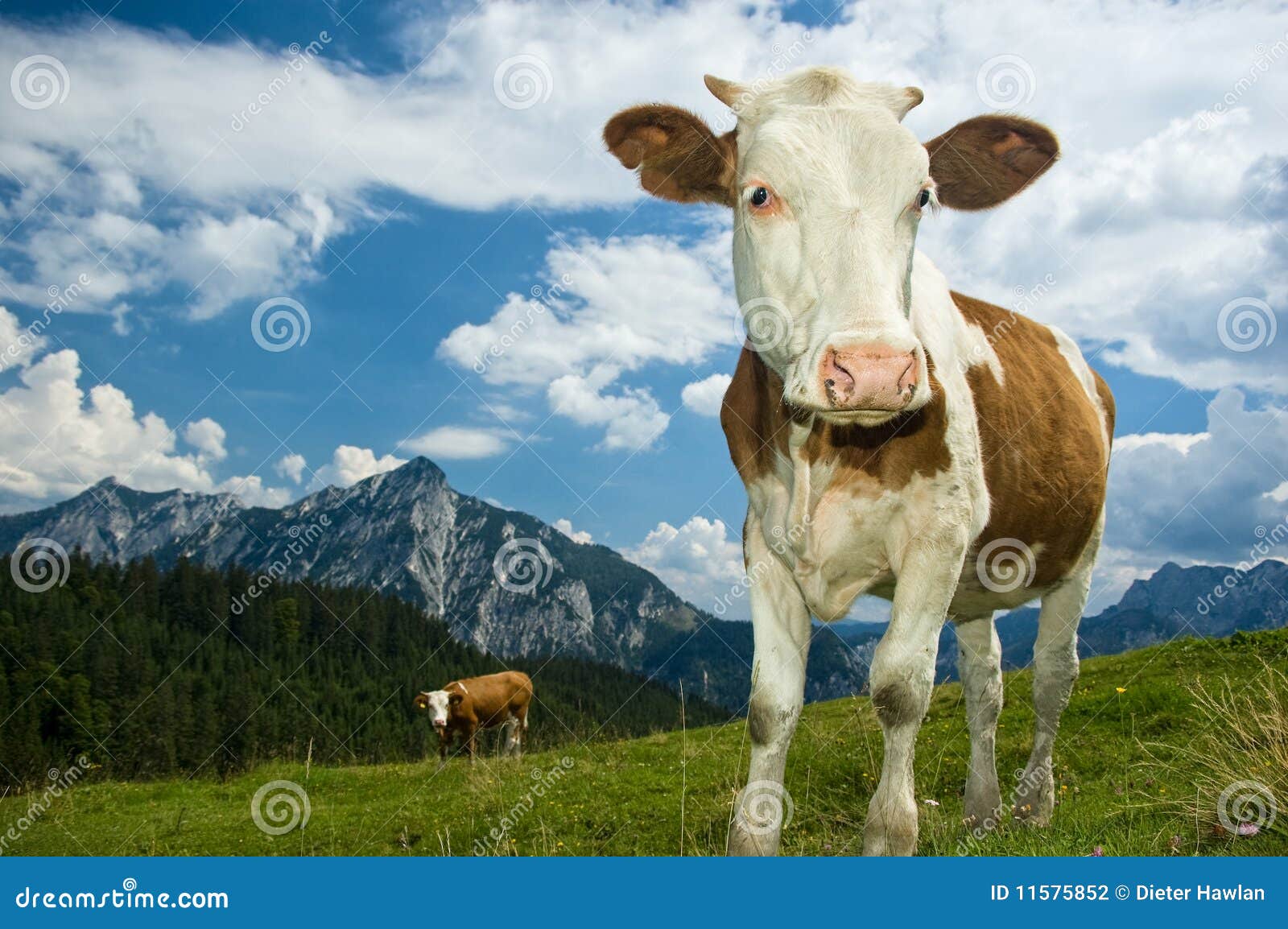 Austrian Cow in the Alps stock photo. Image of green - 11575852