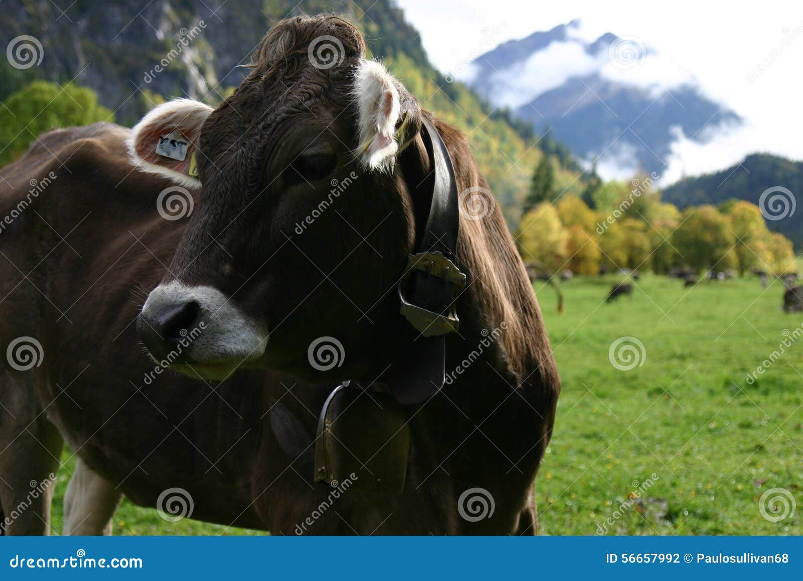Austrian cow stock photo. Image of mountains, bells, brown - 56657992