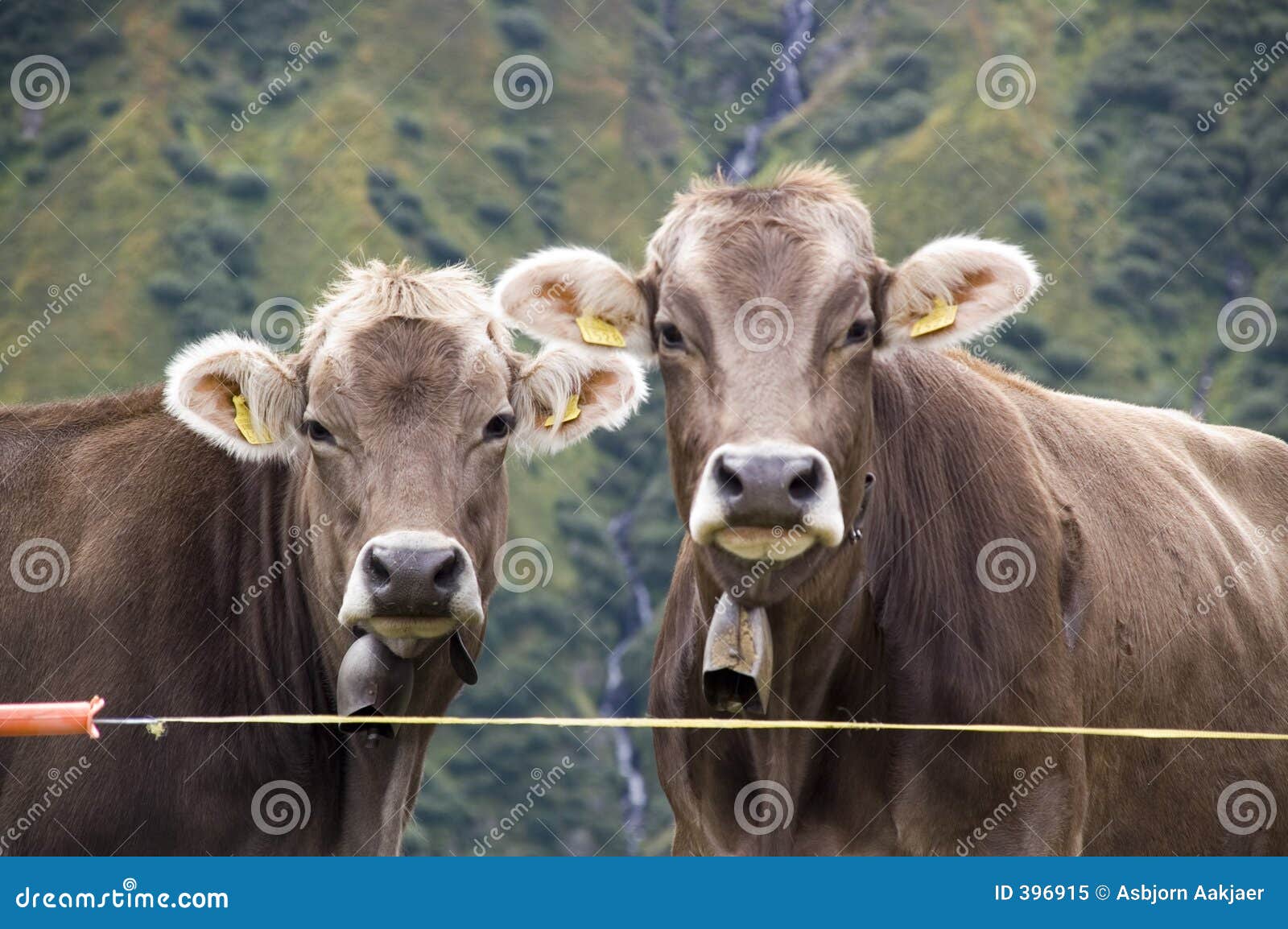 Austrian Cows stock image. Image of mountain, fence, grass - 396915