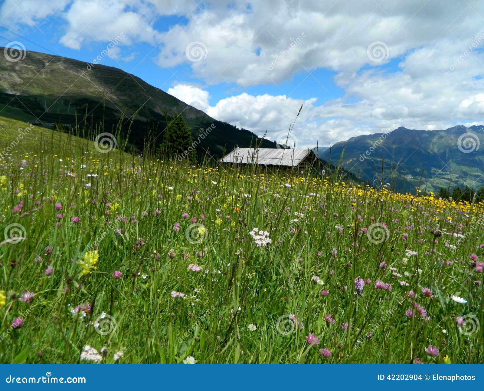 Austrian fields stock photo. Image of mountain, alps - 42202904
