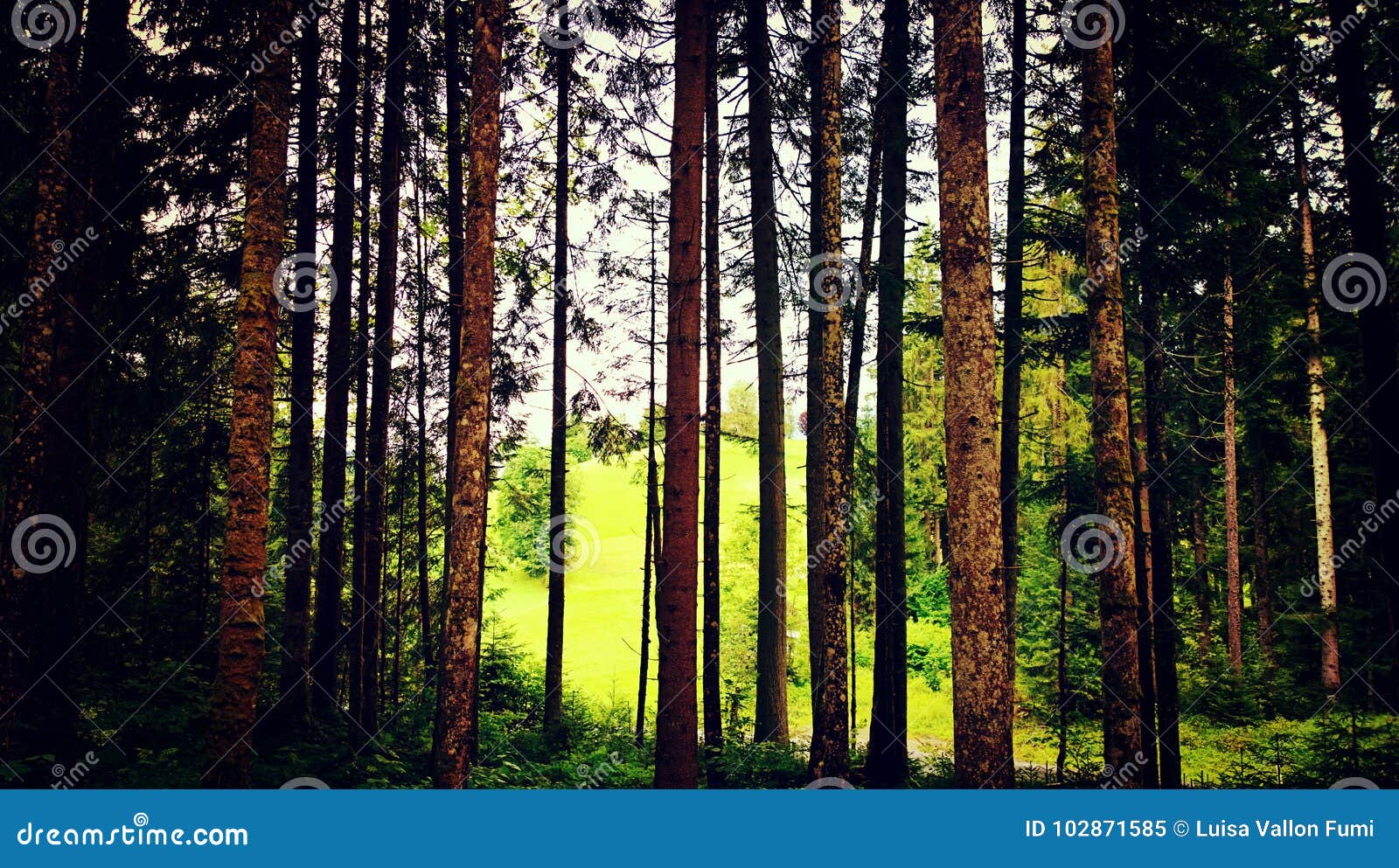 Austrian forest path stock image. Image of green, nature - 102871585