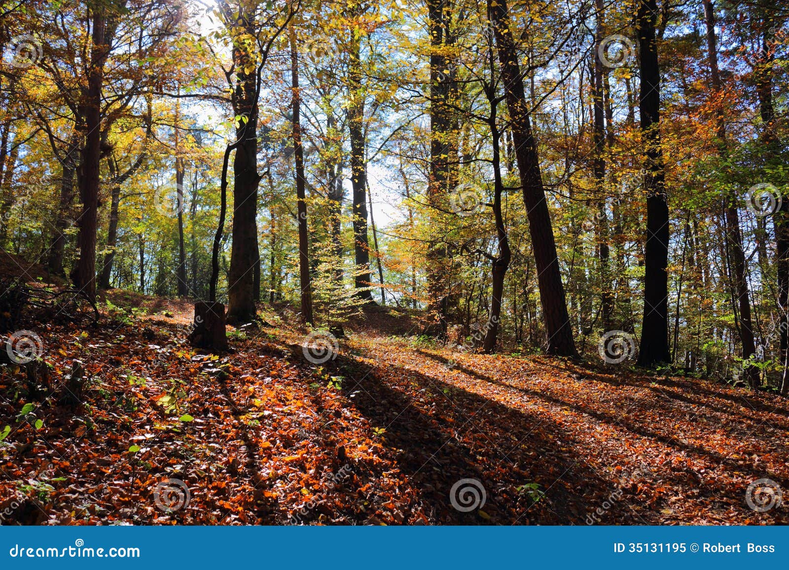 Austrian Forest stock image. Image of color, nature, calendar - 35131195