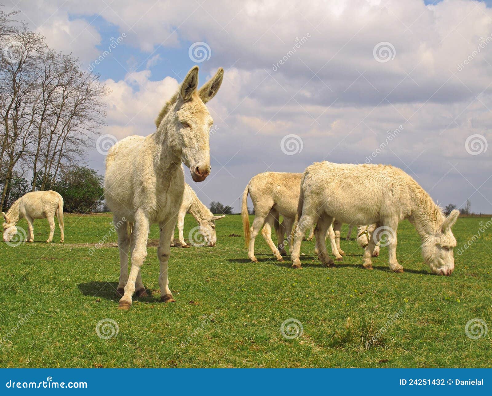 Austrian Hungarian White Donkeys Stock Photo - Image of nationalpark ...
