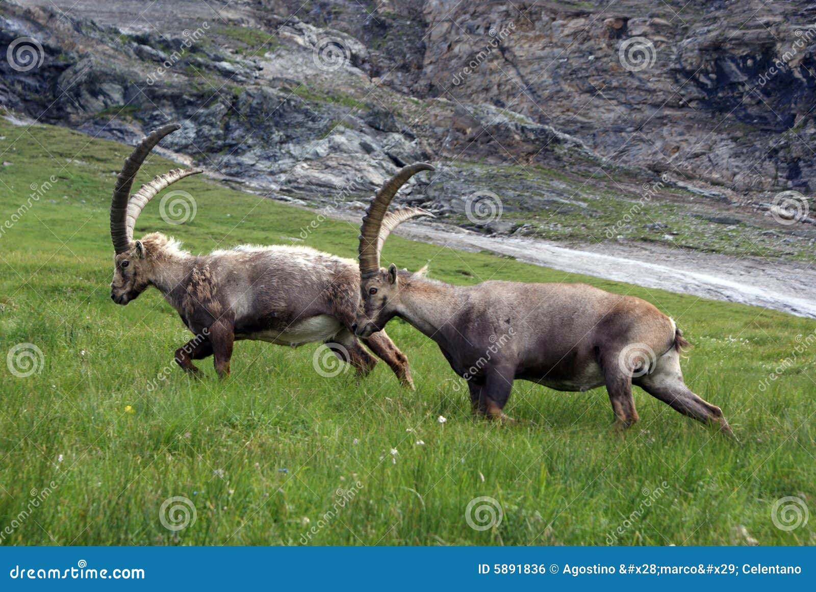 Austrian ibexes III stock photo. Image of national, alpine - 5891836