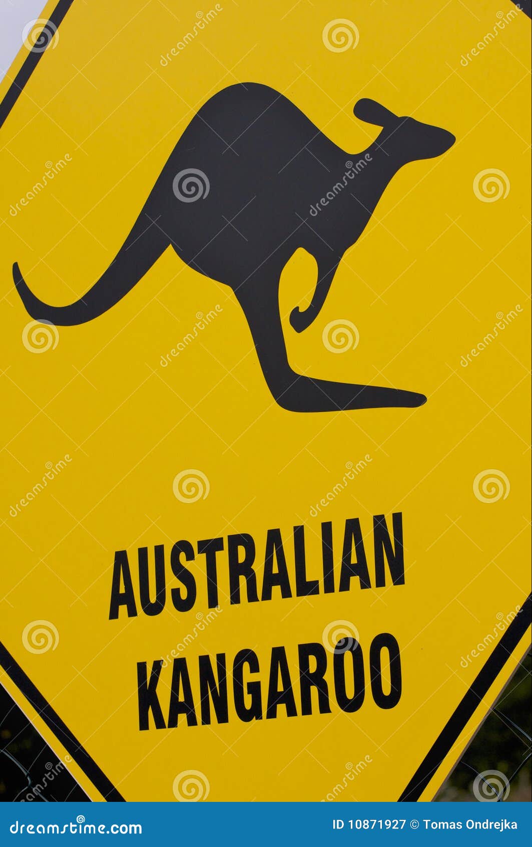 Austrian kangaroo stock image. Image of wild, traffic - 10871927