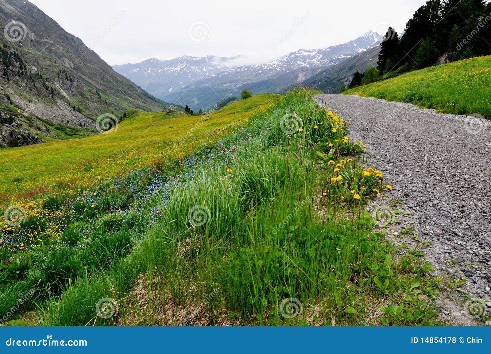 Austrian Landscape with Colourful Flower Meadow Stock Photo - Image of ...