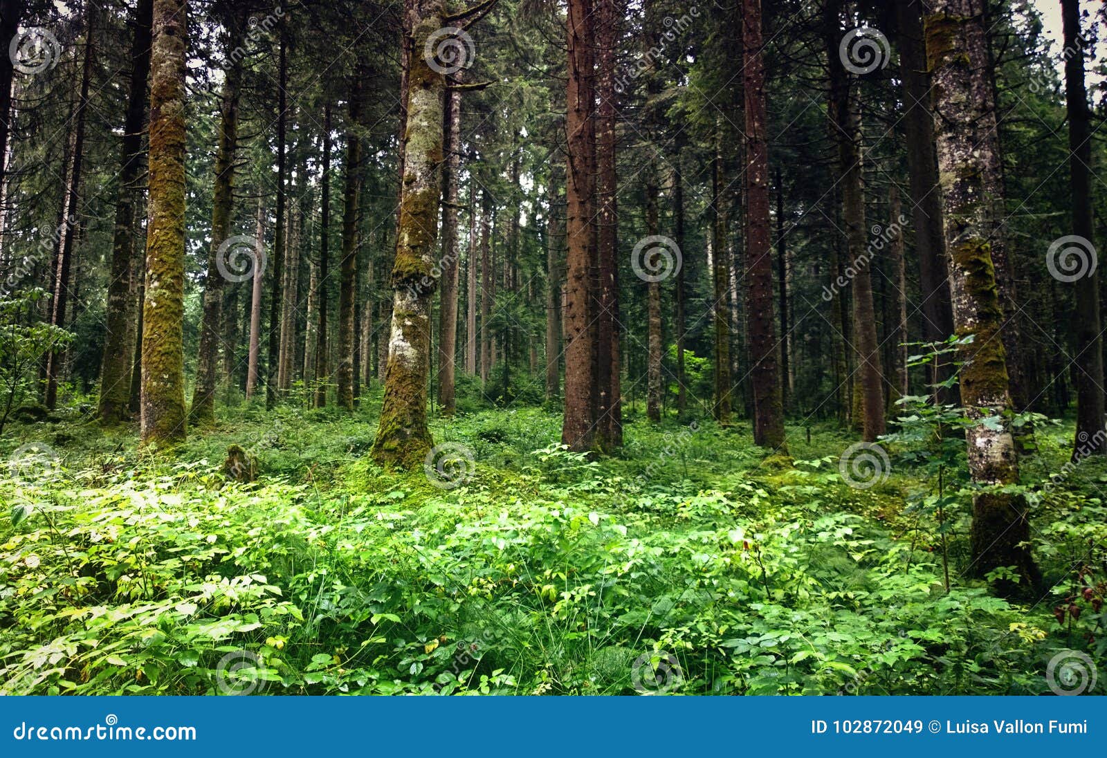 Austrian forest in summer stock image. Image of austria - 102872049