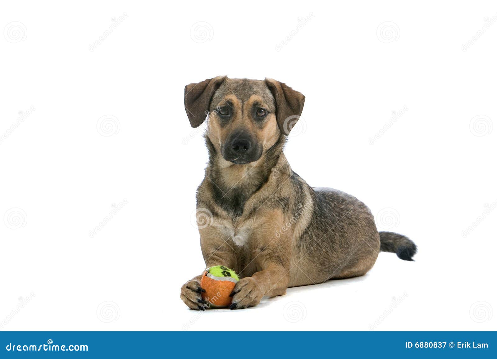 Austrian Pinscher dog stock image. Image of looks, looking - 6880837