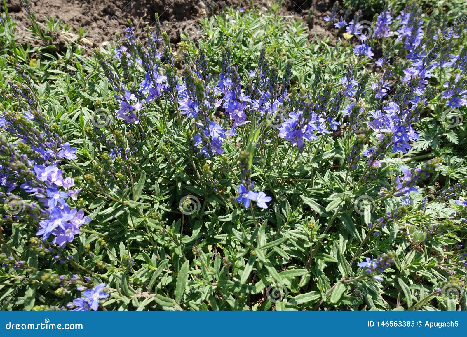 Austrian Speedwell in Full Bloom in Spring Stock Image - Image of ...