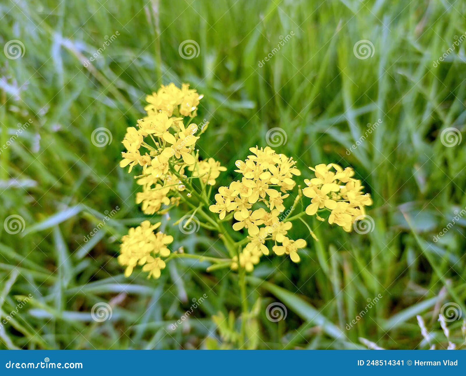 Austrian Yellow-cress Flower in Spring Stock Image - Image of spring ...