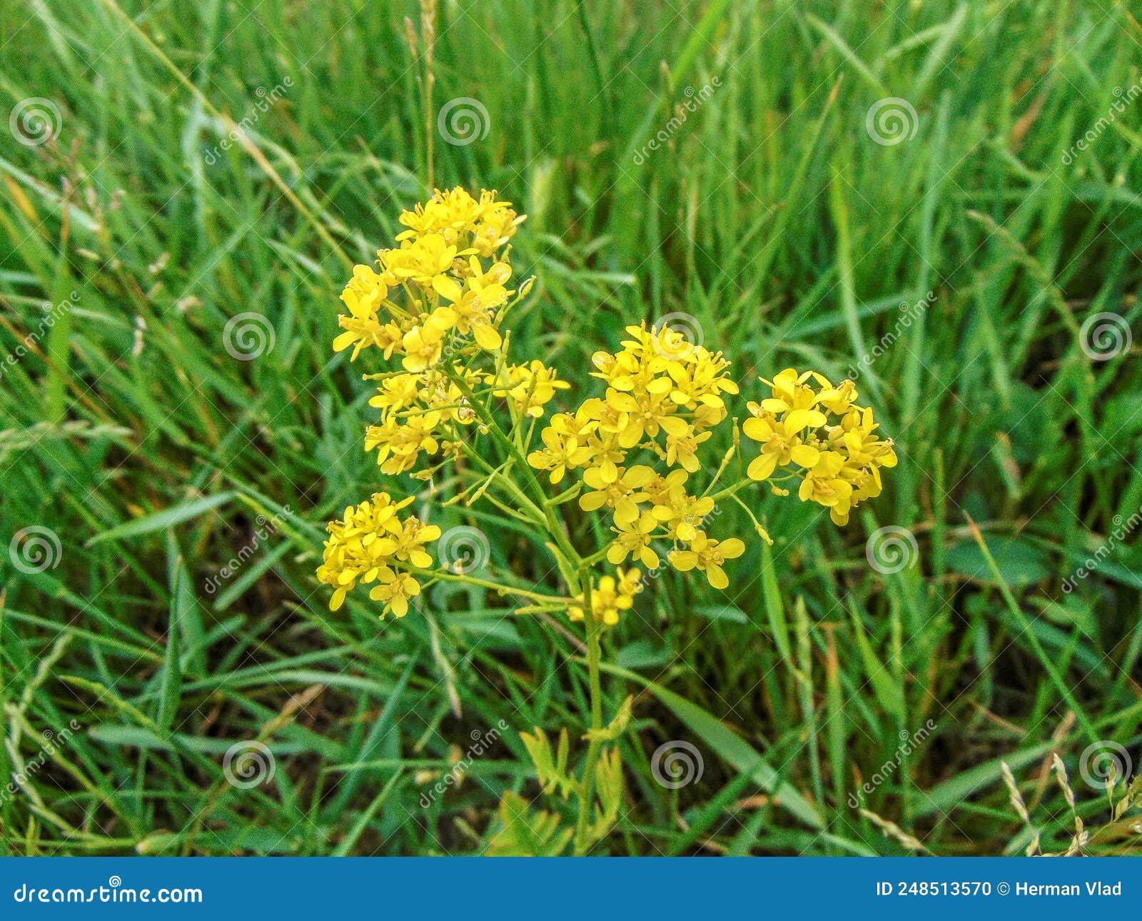 Austrian Yellow-cress Rorippa Austriaca Flower Stock Photo - Image of ...