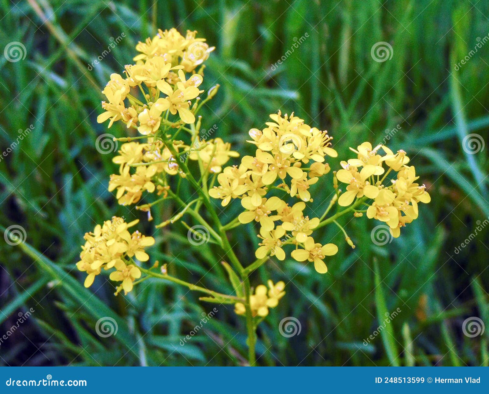 Austrian Yellow-cress Rorippa Austriaca Flower Stock Image - Image of ...