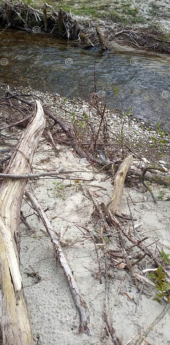 Austrian beach stock photo. Image of forest, sand, river - 182585808