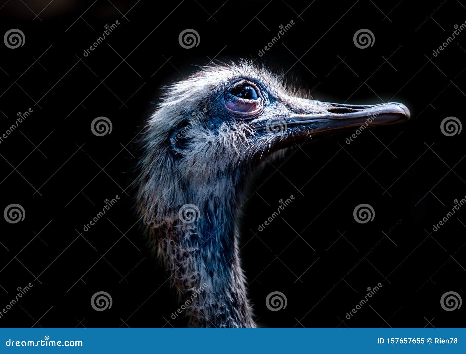 Austrich Stock Photos - Free & Royalty-Free Stock Photos from Dreamstime