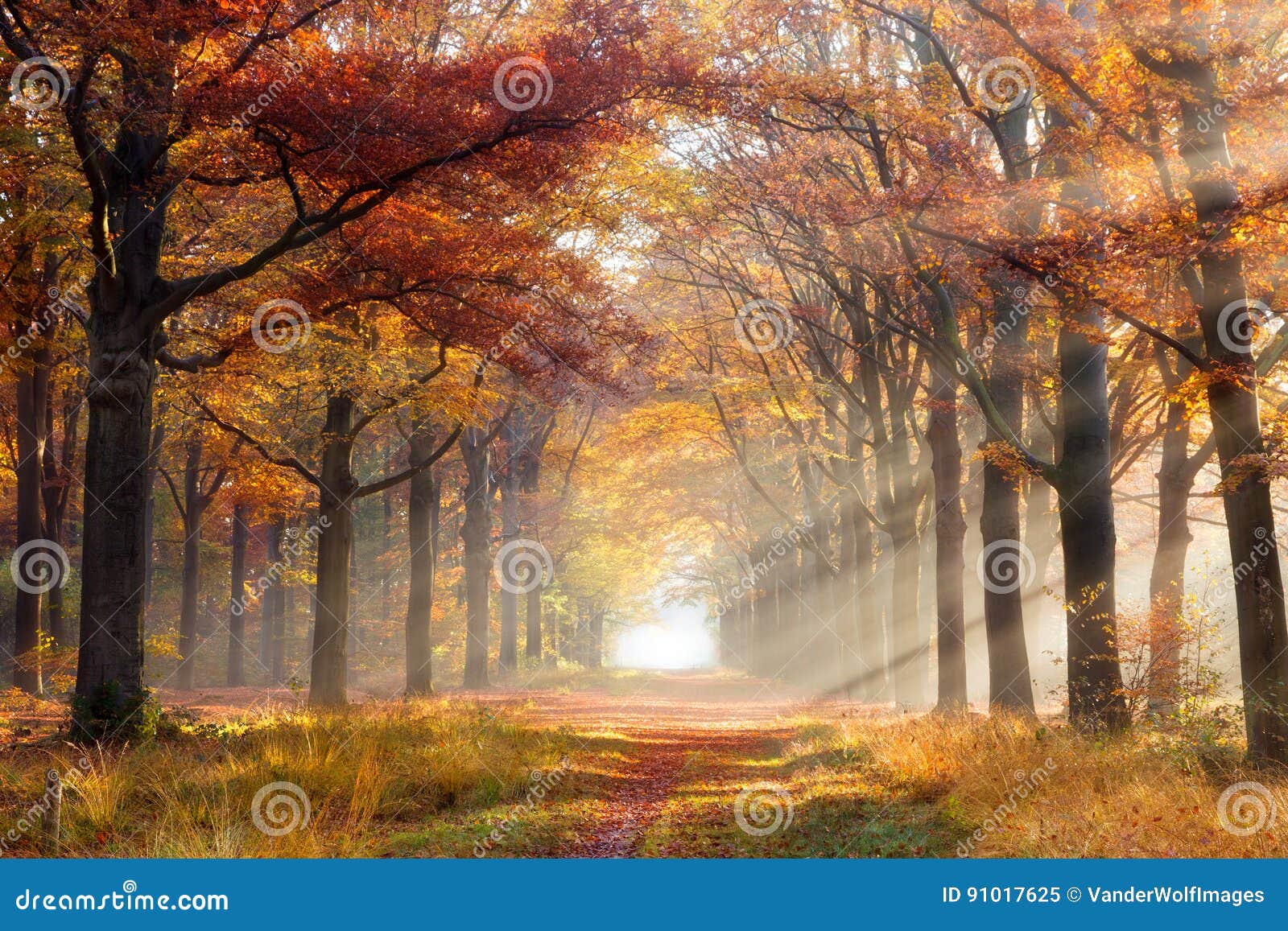 Austumn Forest Path Fall Leaves Stock Image - Image of countryside ...