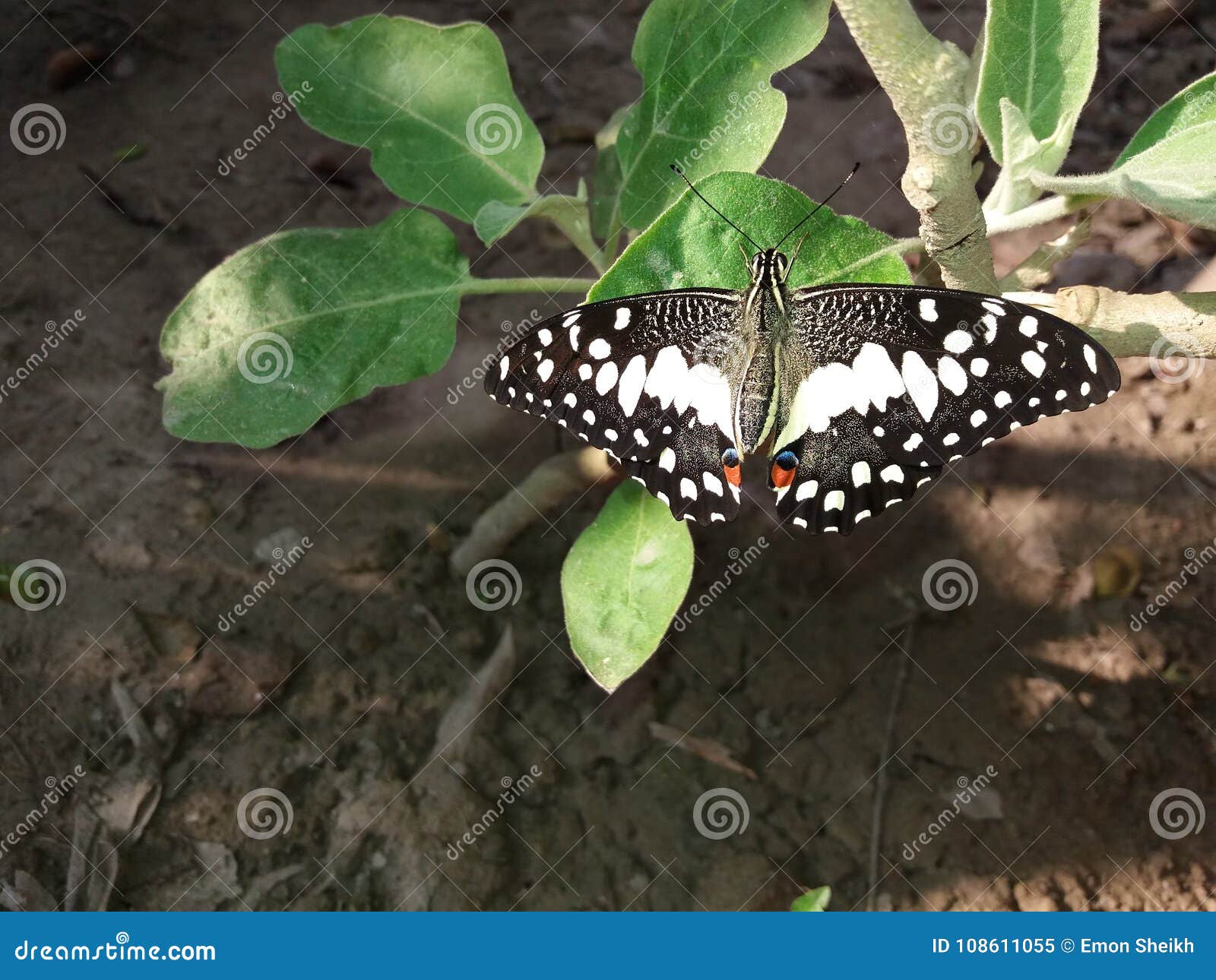 Authentic Beauty of Butterfly Editorial Image - Image of beauty ...