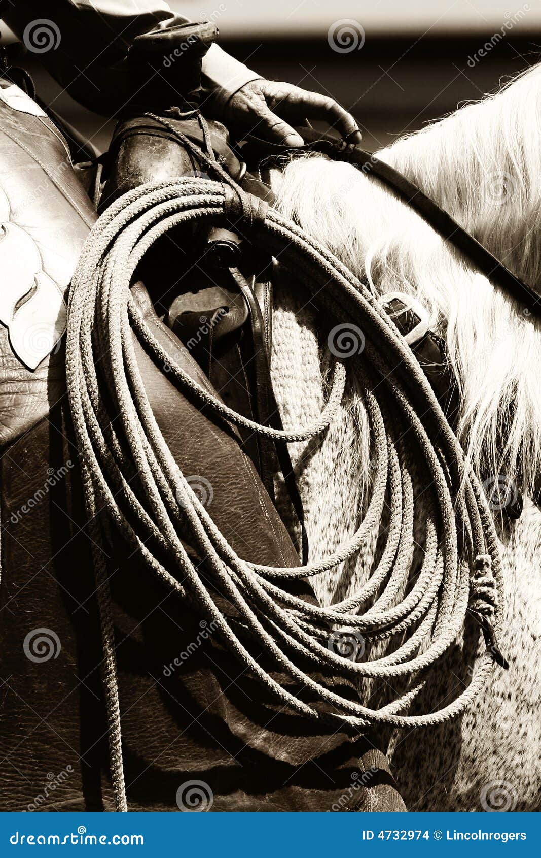 Authentic Cowboy Working (Sepia) Stock Photo - Image of heritage ...