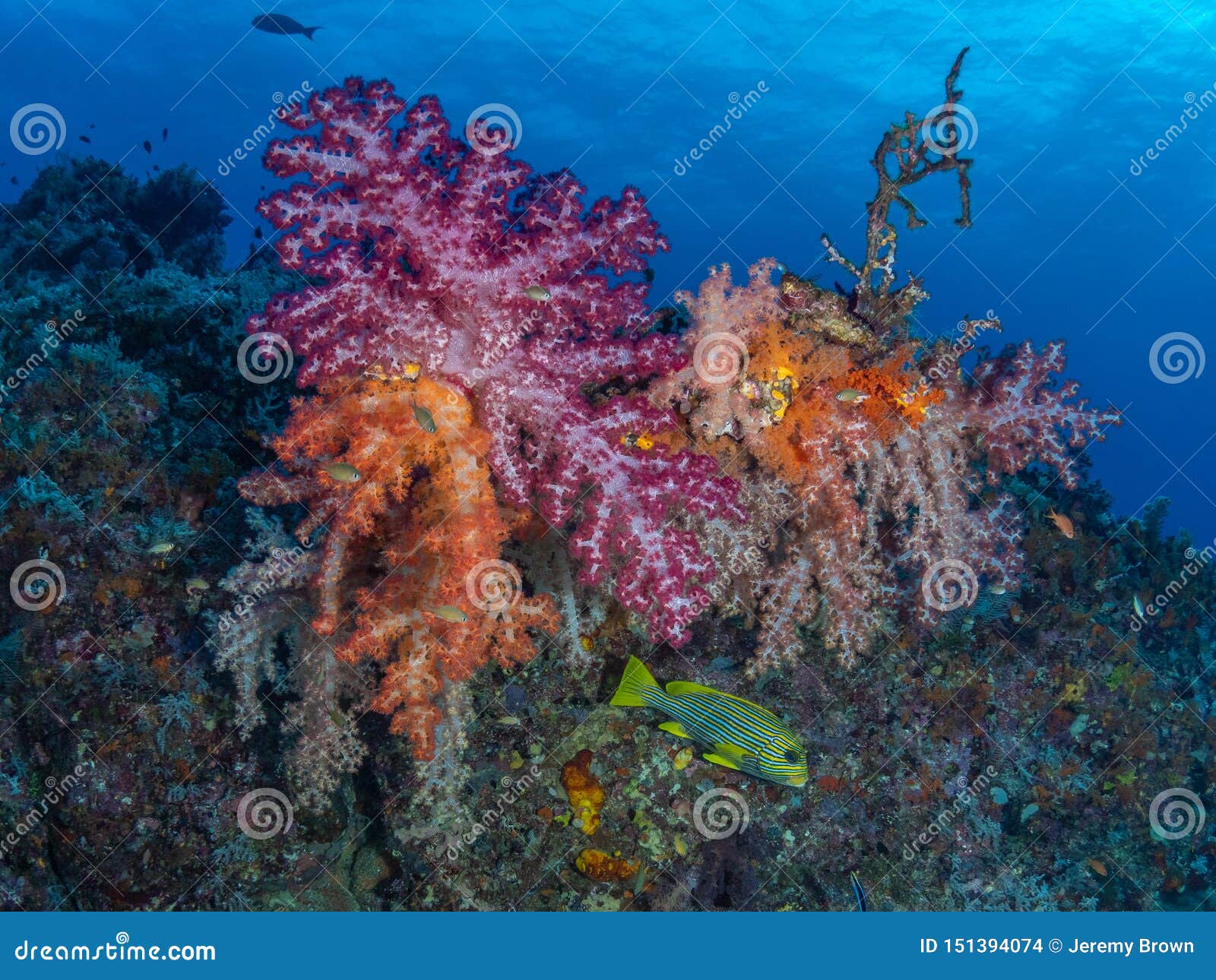 Authentic Outstanding Natural Beauty. Misool, Raja Ampat, Indonesia ... Authentic Outstanding Natural Beauty. Misool, Raja Ampat, Indonesia ...