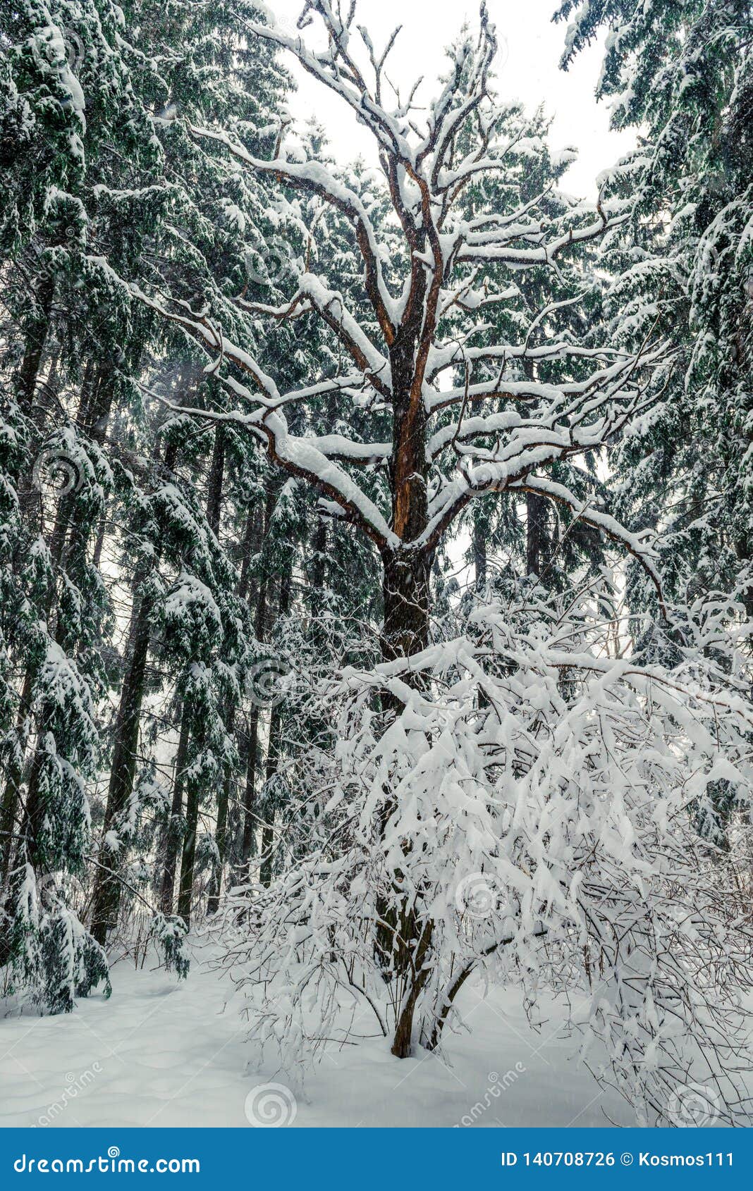 Authentic Tree in the Snow in the Forest Stock Photo - Image of outdoor ...
