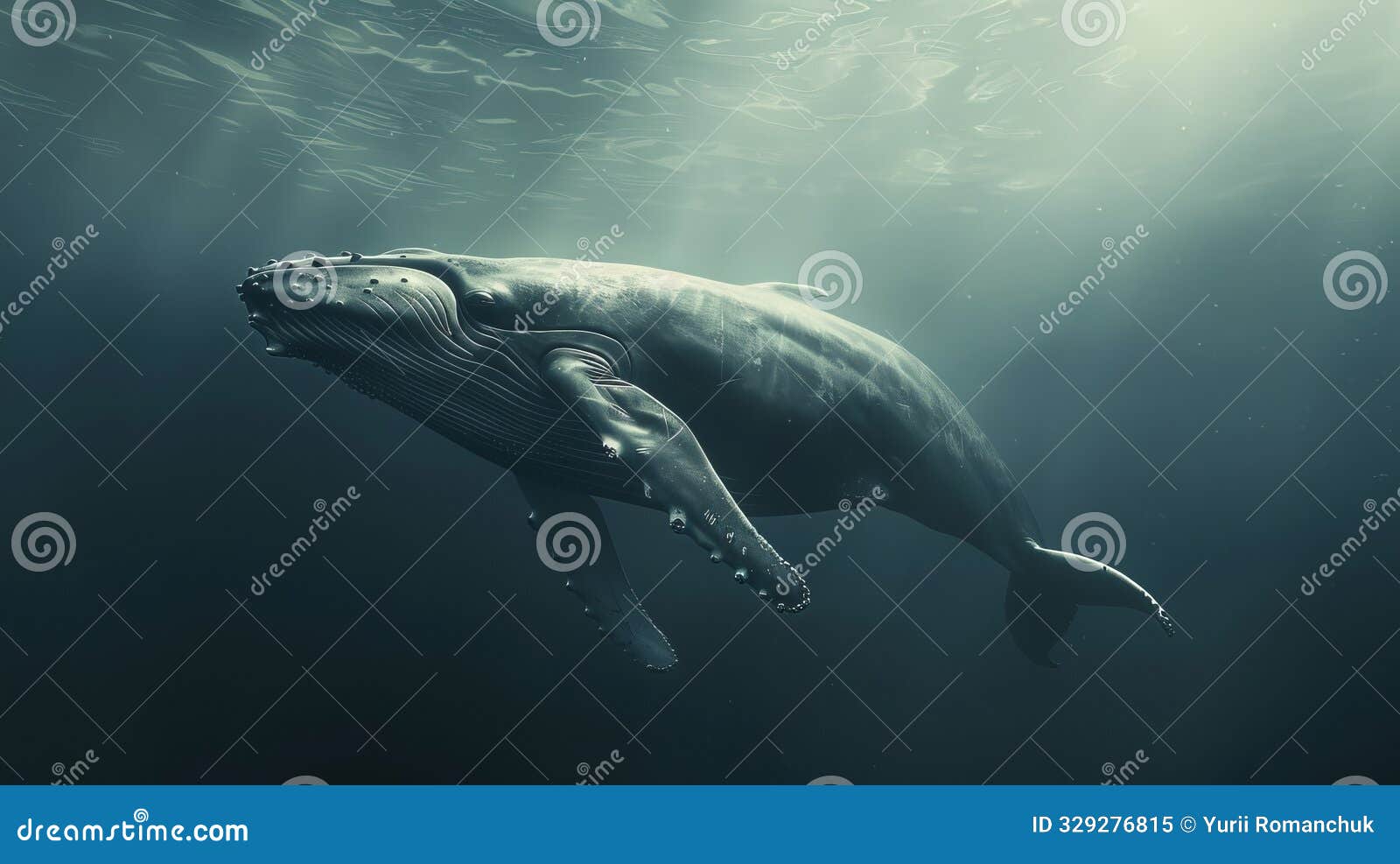 Authentic Underwater Capture Of A Majestic Humpback Whale In A ...